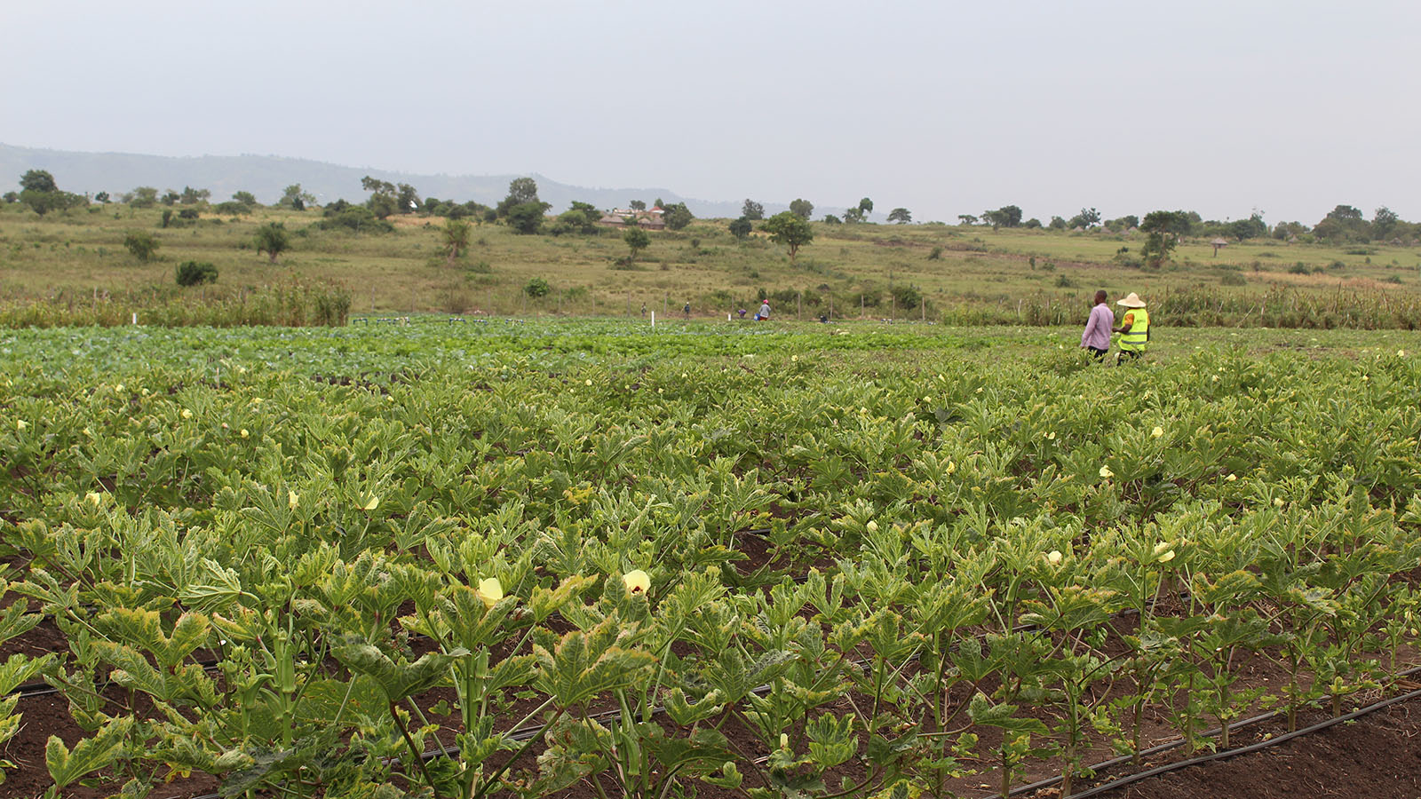 Barrick Mining Corporation - Sowing the Seeds of Ambition at North Mara ...